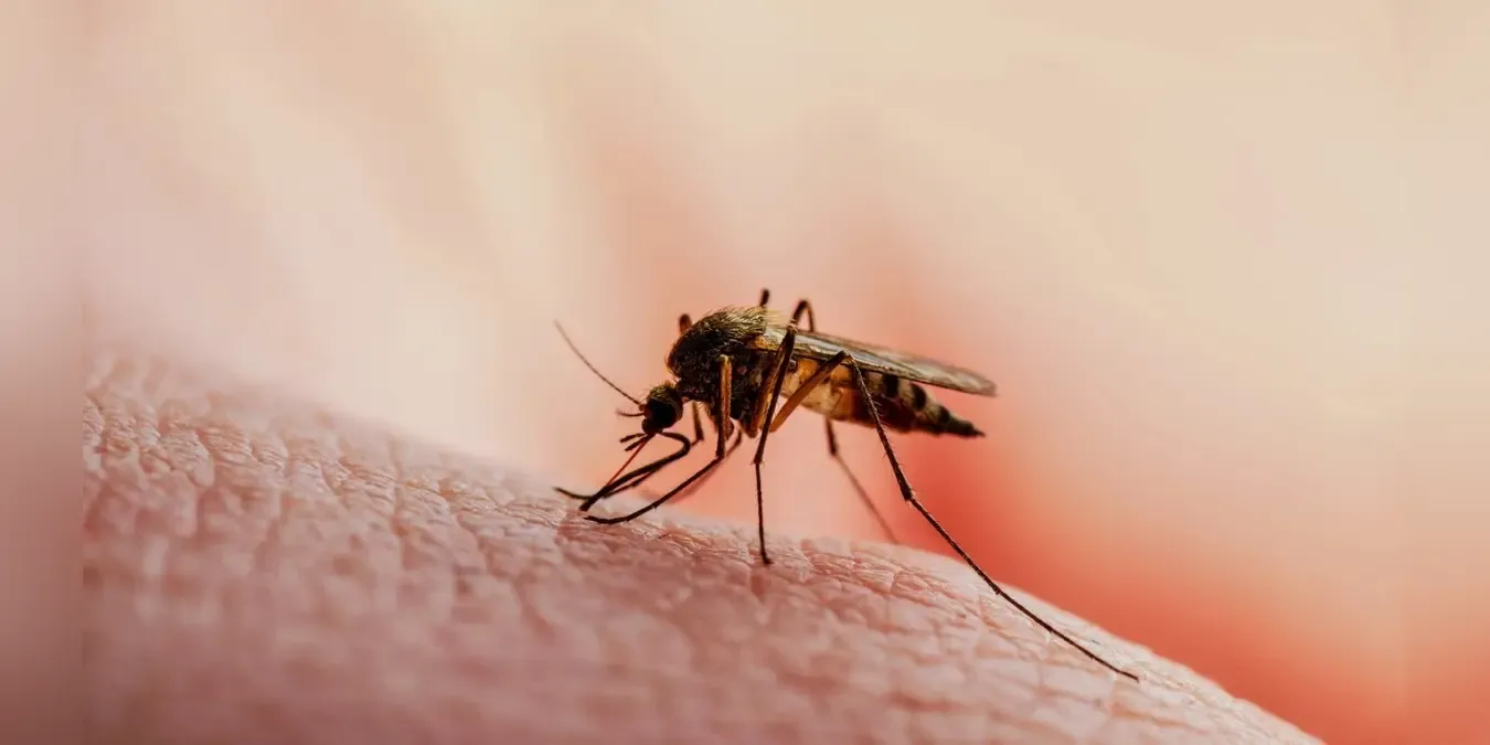 Greek health authorities warn of West Nile Virus return as mosquito ...