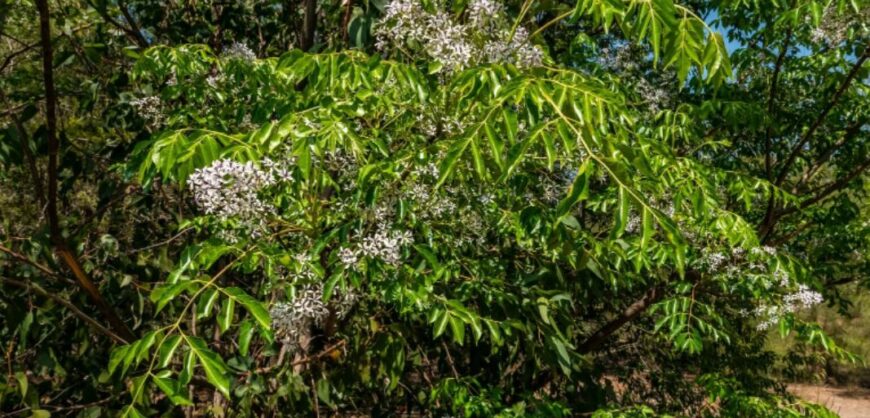 Kotza Orman: A jungle-like riverside forest in Greece’s north | Millet News